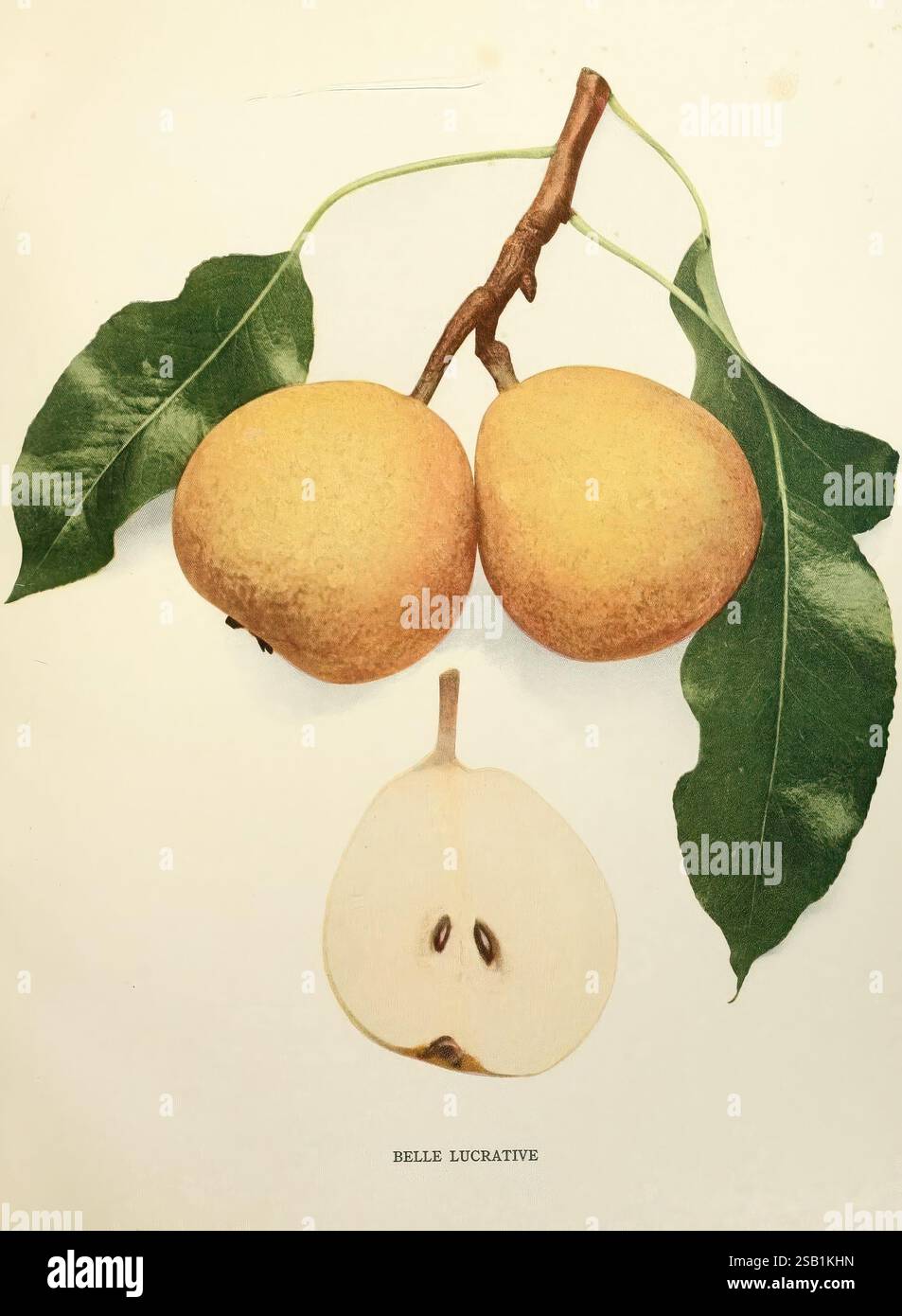 Pear reveals hi-res stock photography and images - Alamy