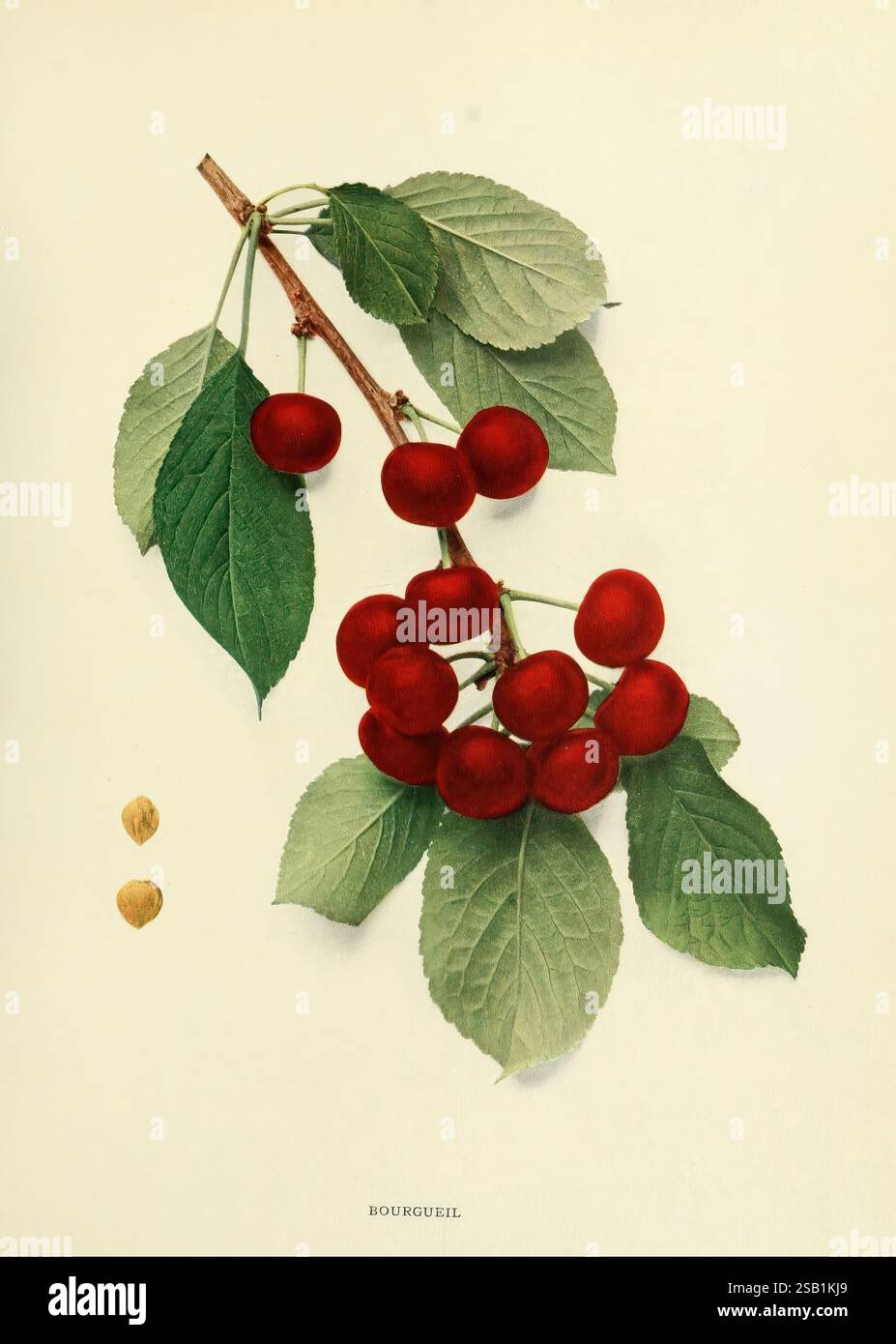 Light colored cherry pits hi-res stock photography and images - Alamy