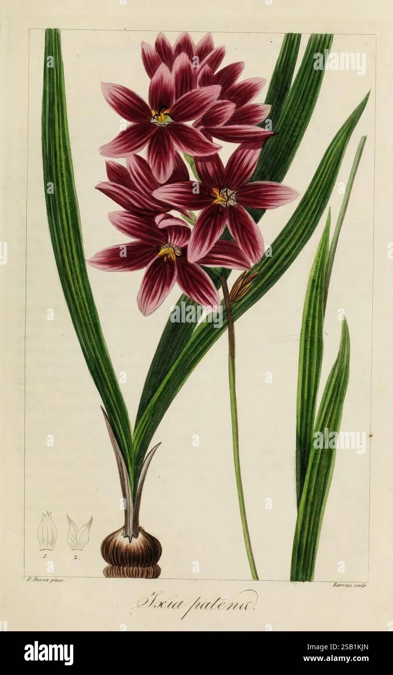 Xenia plant hi-res stock photography and images - Alamy