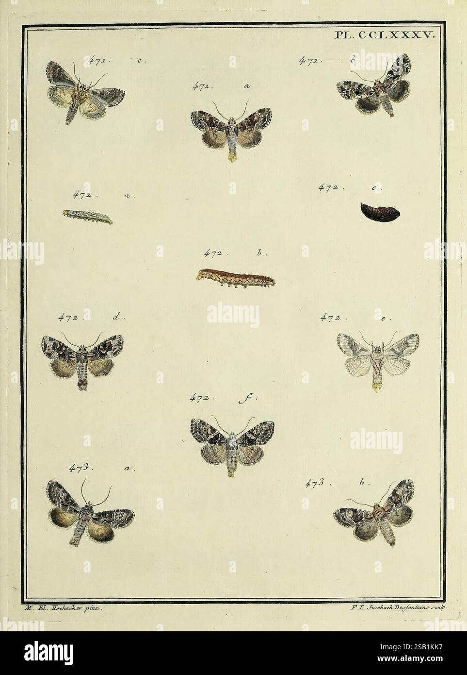 Papillons d'Europe, peints d'après nature, A Paris, Chez P.M ...