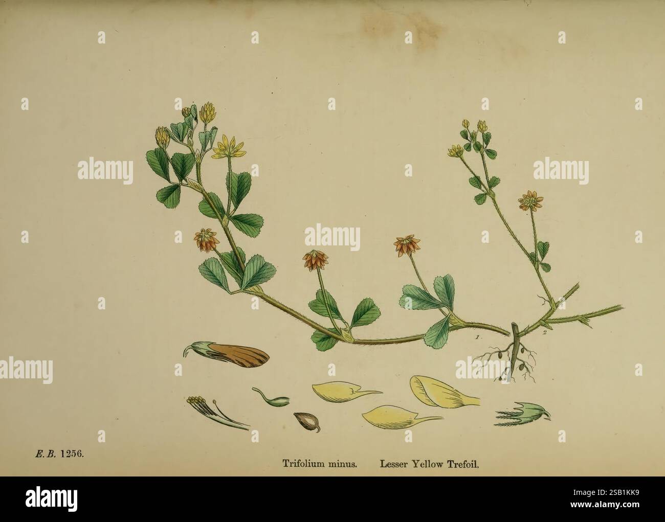 Trifolium minus hi-res stock photography and images - Alamy