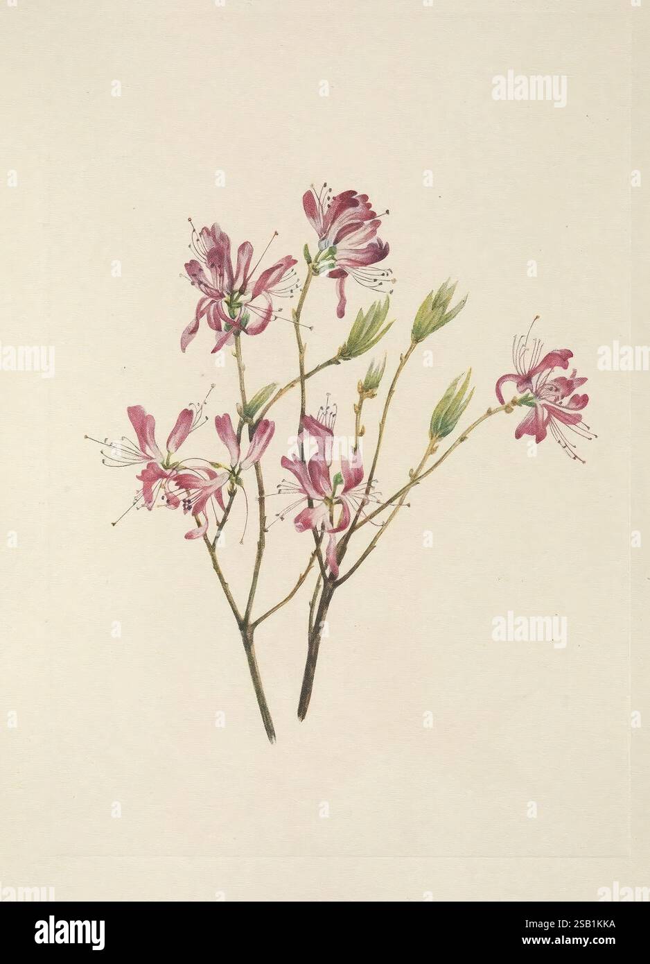 North American wildflowers, Washington, D.C, 1925, botany, North ...
