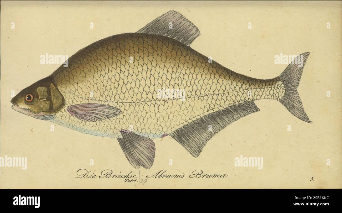 Fauna, Boica, oder, gemeinnützige, Naturgeschichte, der, Thiere ...