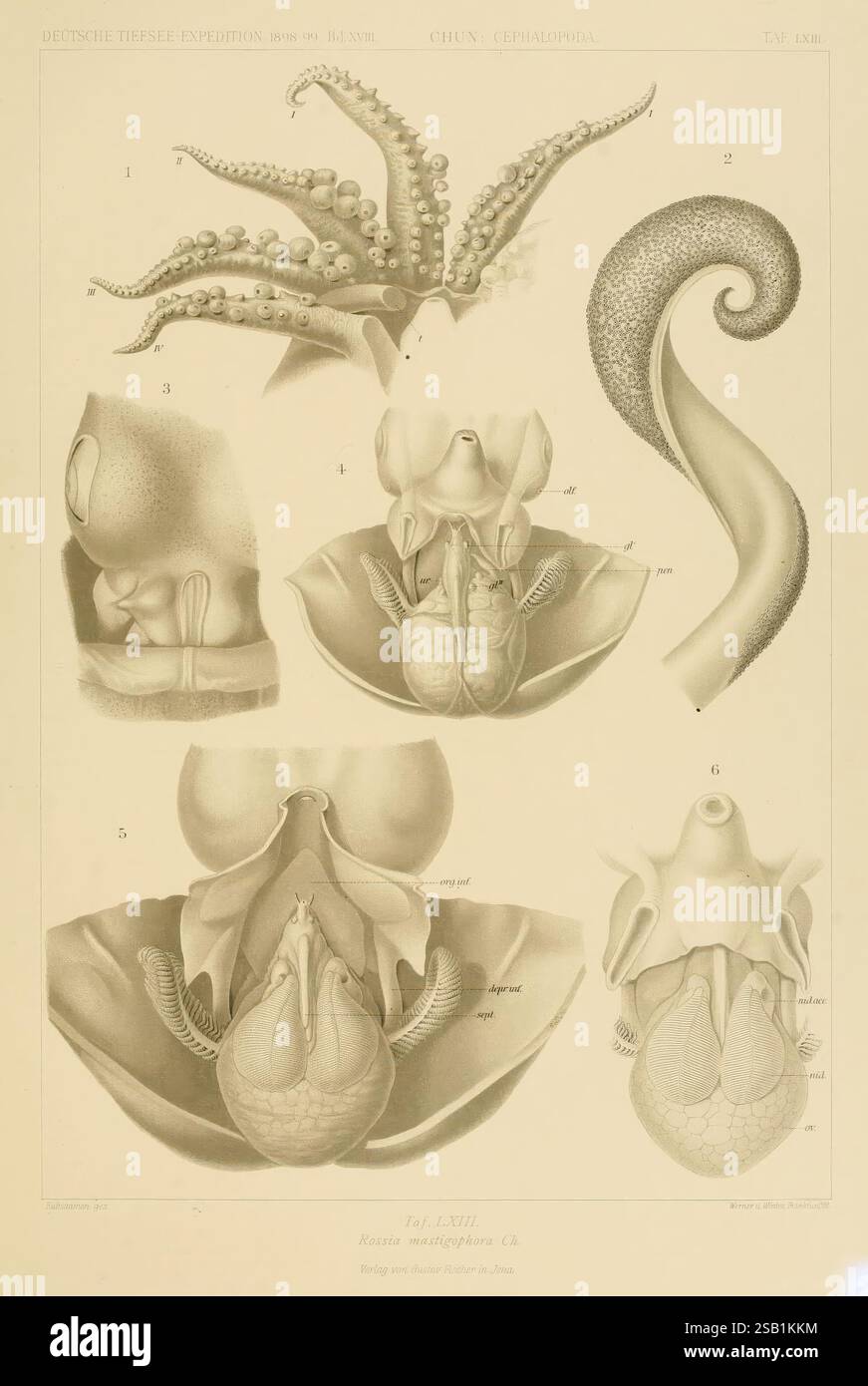 Octopus Sectional Anatomy Diagram Cross Section Illustration Of