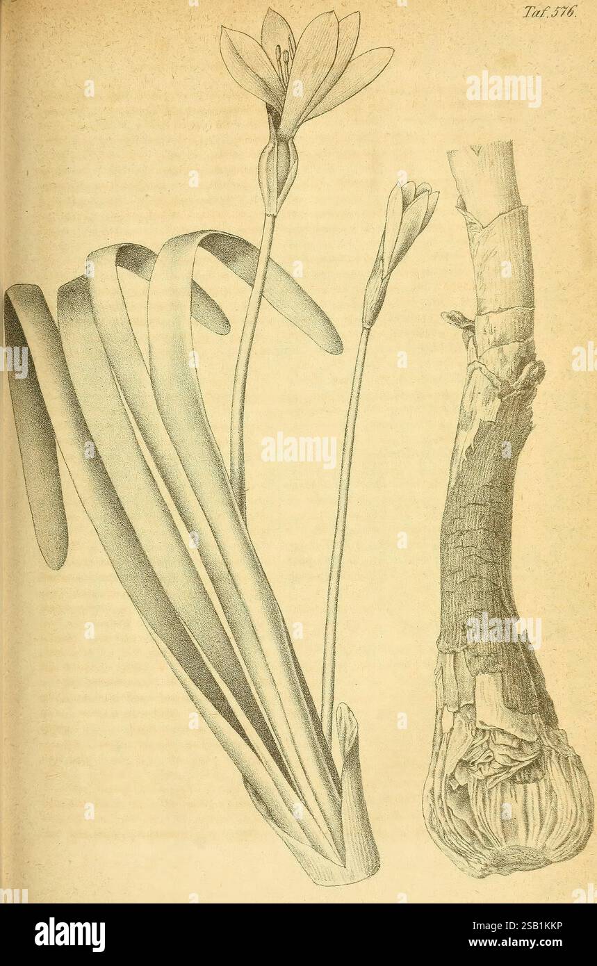 Underground bulbous structure hi-res stock photography and images - Alamy