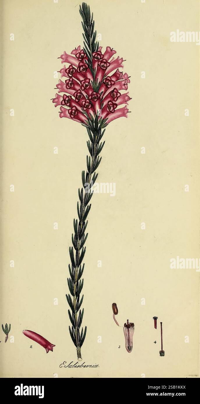 The Heathery, or A Monograph of the Genus Erica, London, Henry G. Bohn ...