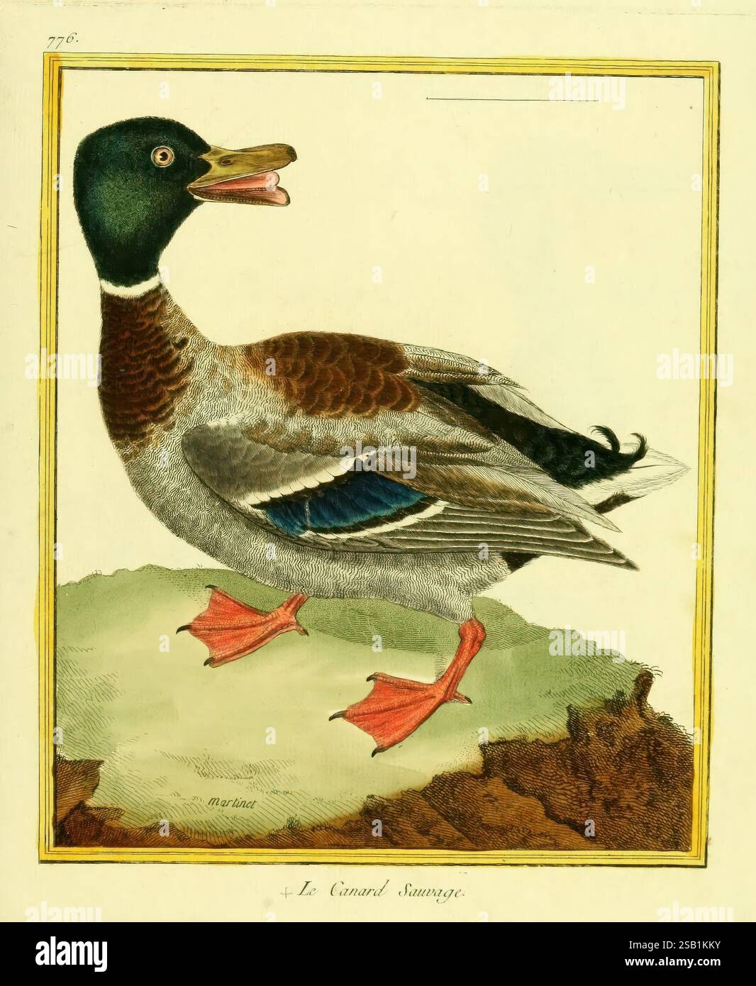 Open beak adds hi-res stock photography and images - Alamy