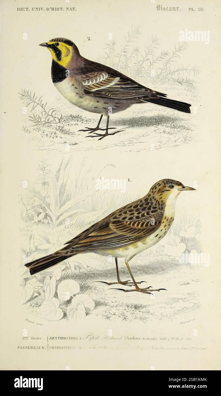 Second bird depicts hi-res stock photography and images - Alamy