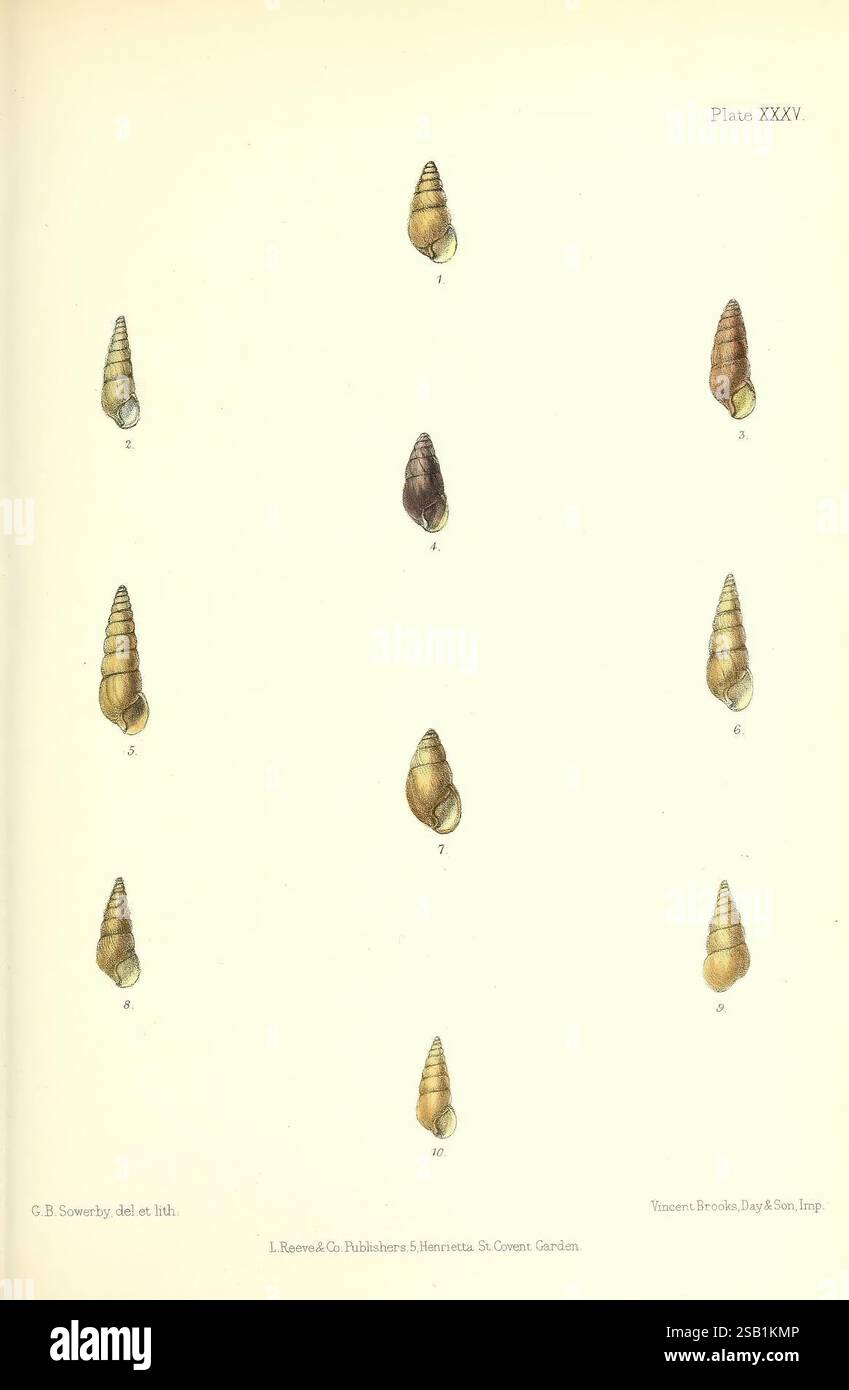 Conchologia Indica, London, L. Reeve & Co, 1876, India, mollusks ...