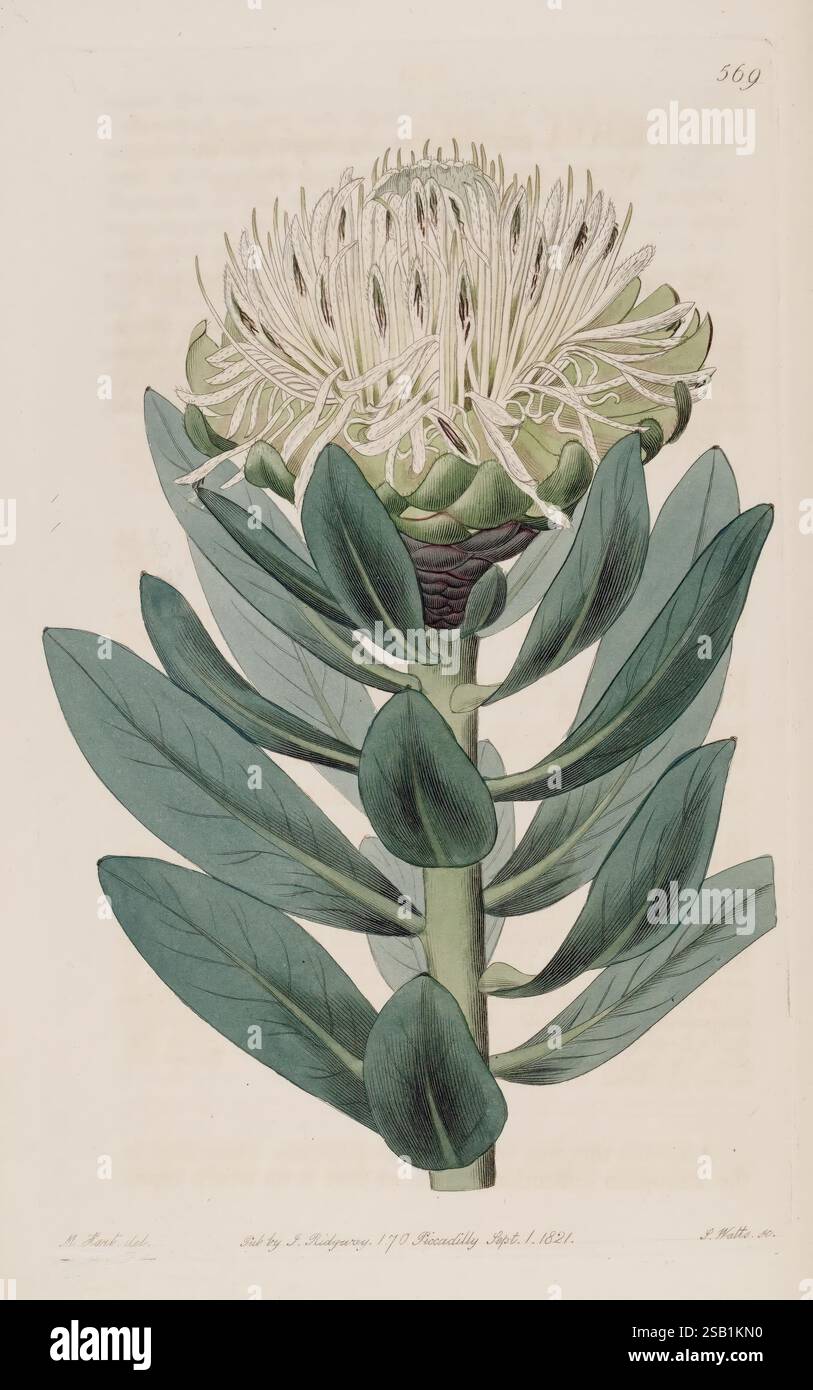 The Botanical Register London Printed for James Ridgway 1815-1828 1815 ...