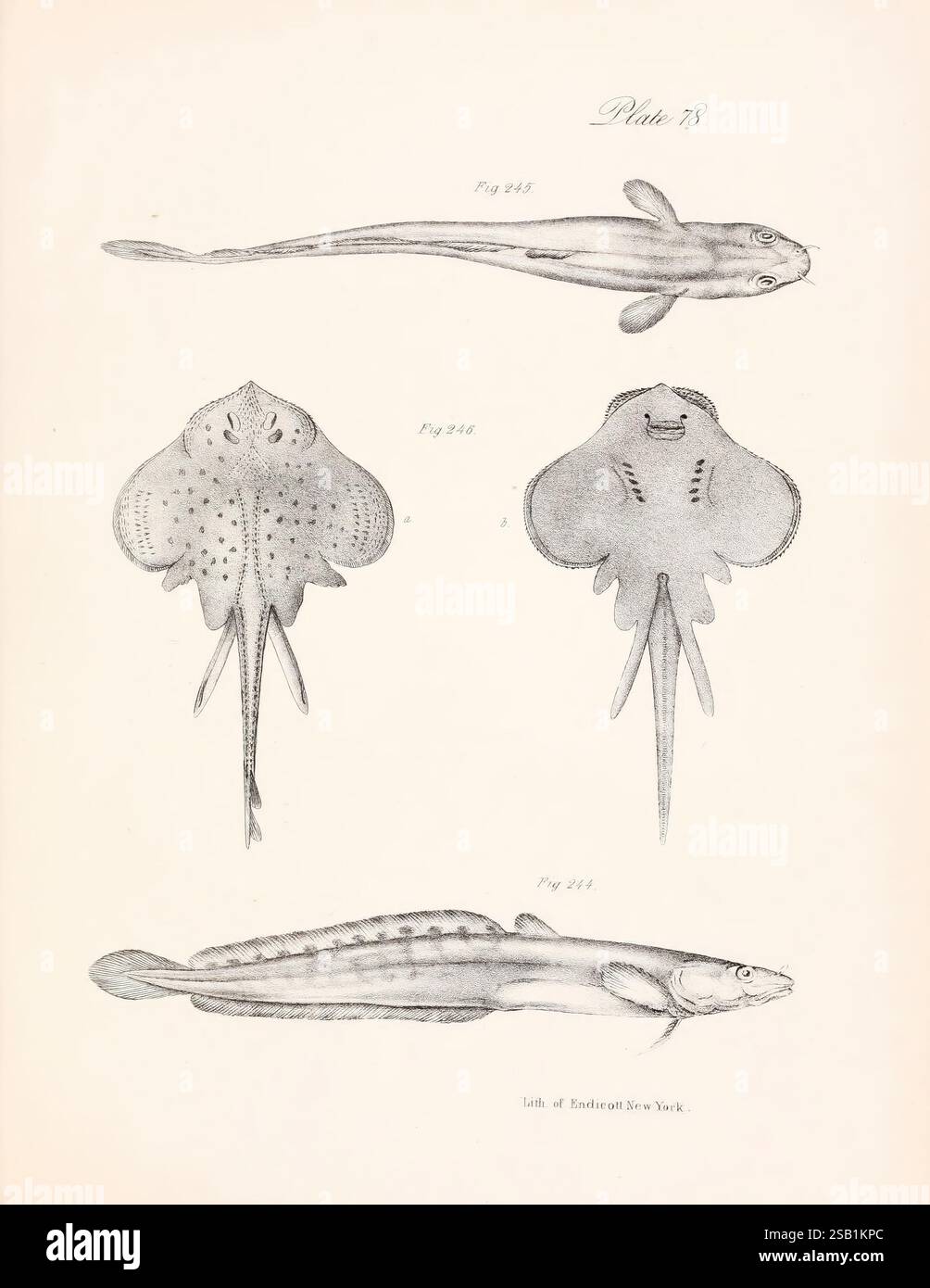 Different skin markings hi-res stock photography and images - Alamy