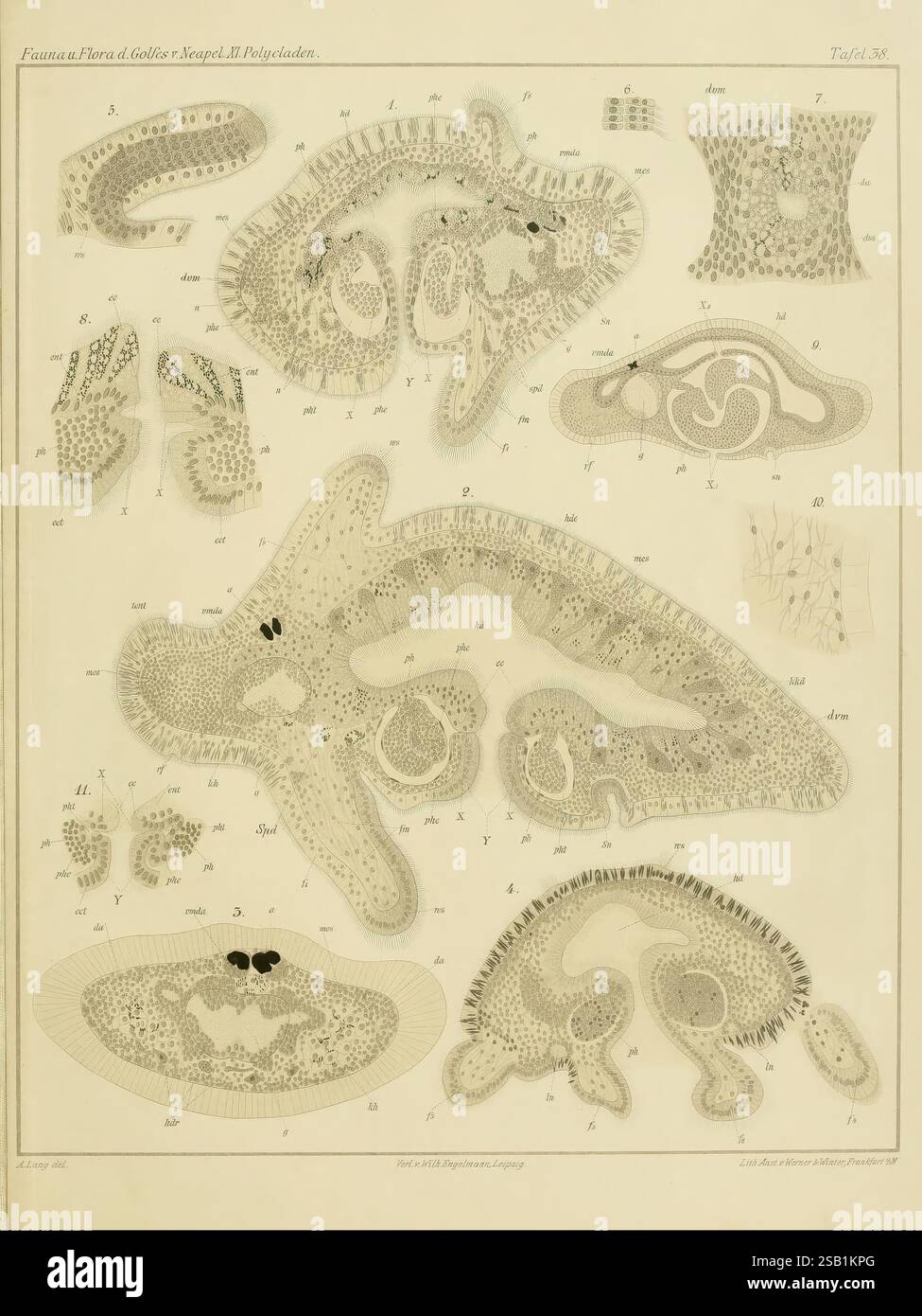 Various polychaete worms hi-res stock photography and images - Alamy