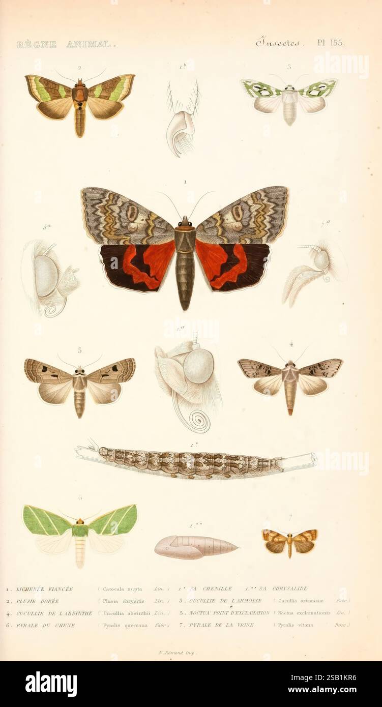 Le règne animal, distribué d'après son organisation, Paris, 1836-1849 ...