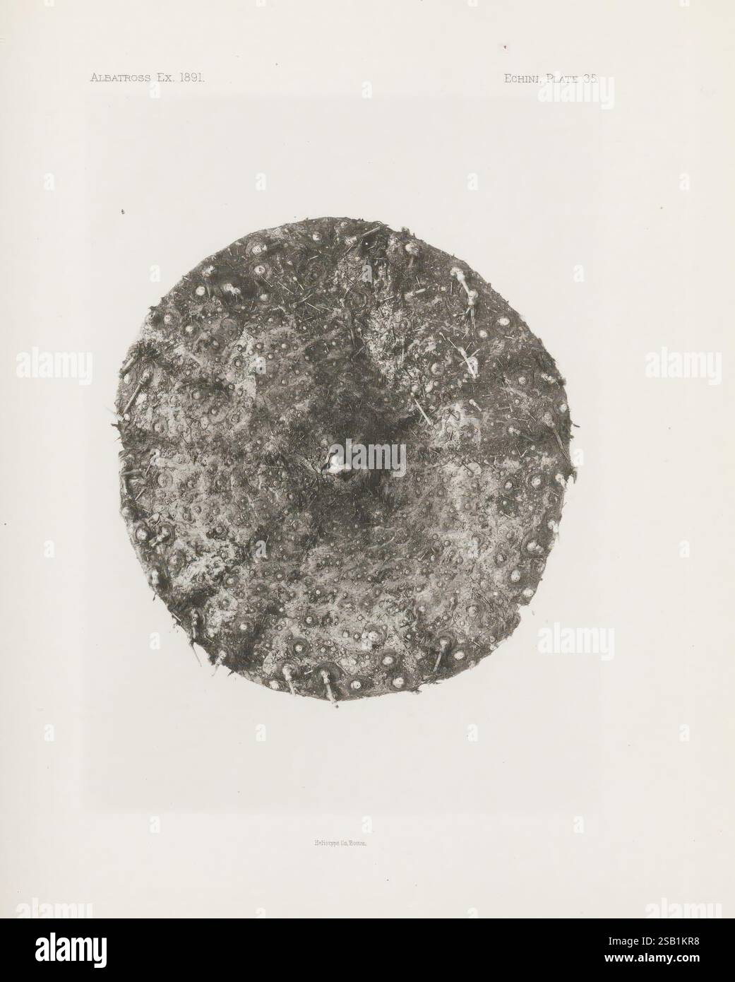 Irregular bumps hi-res stock photography and images - Alamy