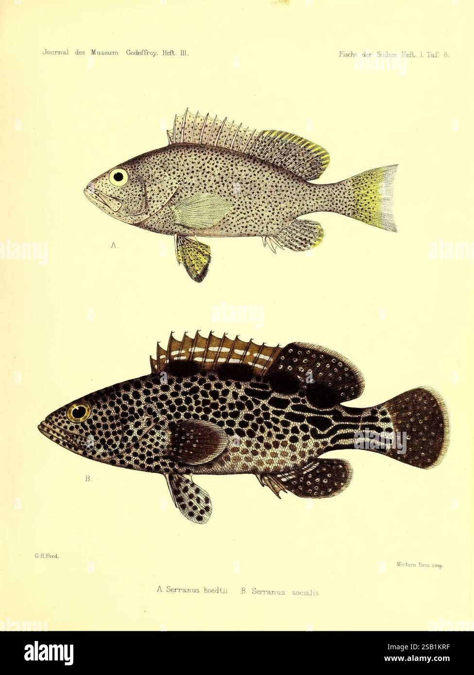 Andrew Garrett's Fische der Südsee, Hamburg, L. Friederichsen & Co ...