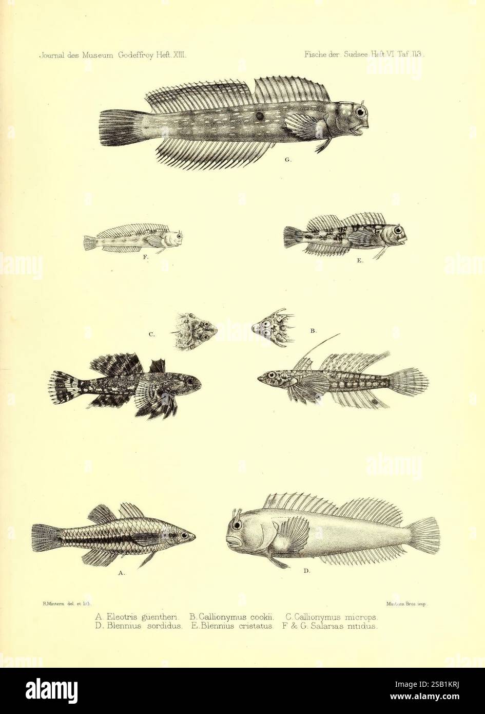 Top row displays various specimens hi-res stock photography and images ...