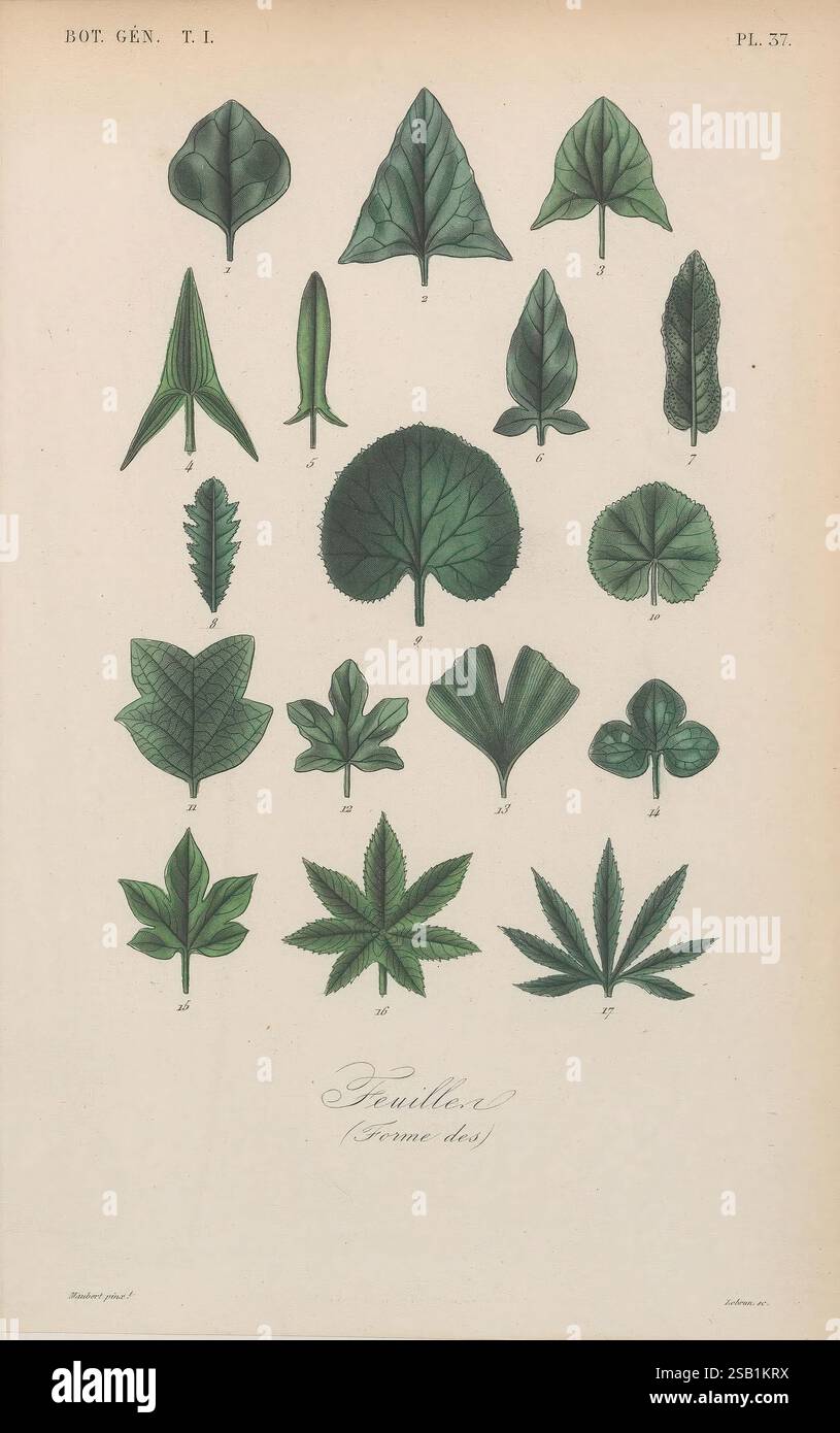 Reflecting different plant species hi-res stock photography and images ...