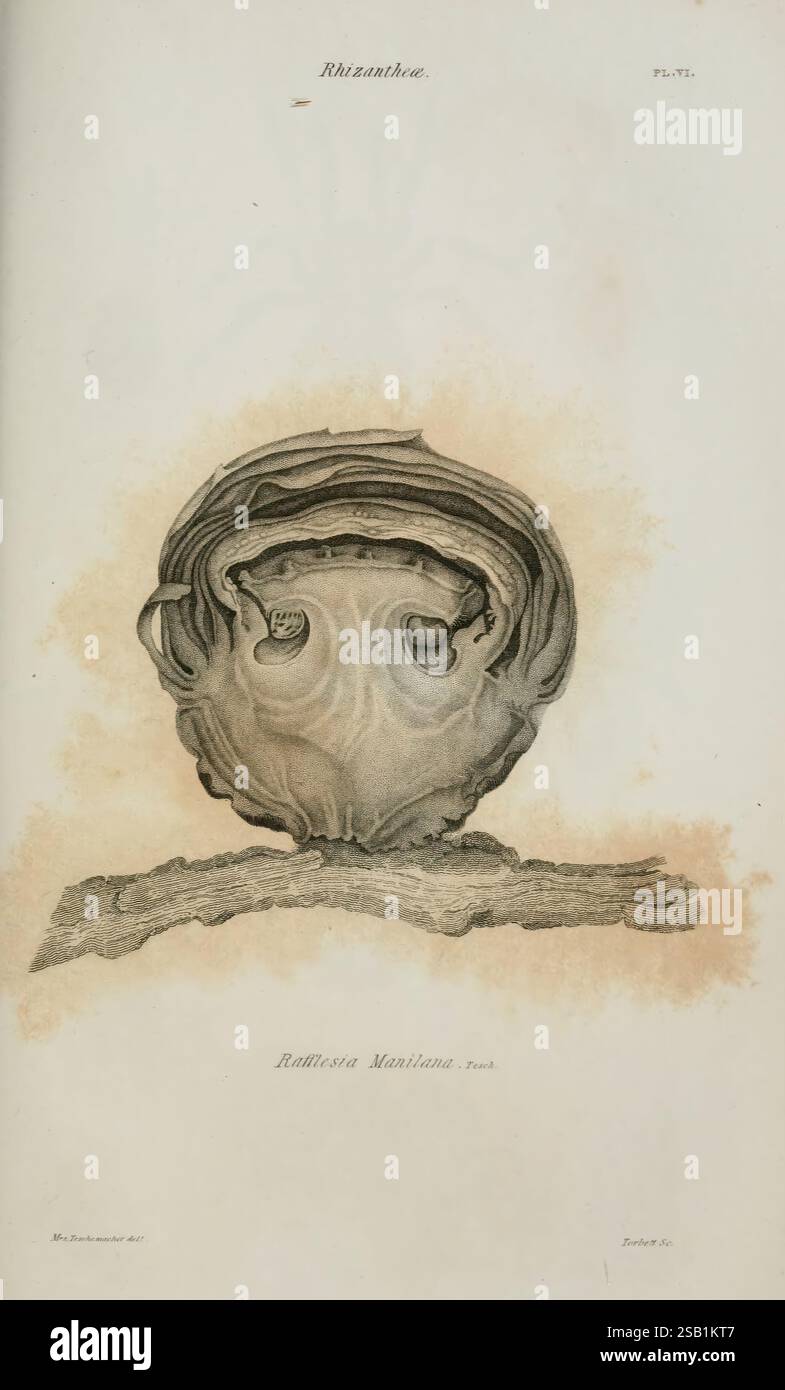 Species rafflesia mantis hi-res stock photography and images - Alamy