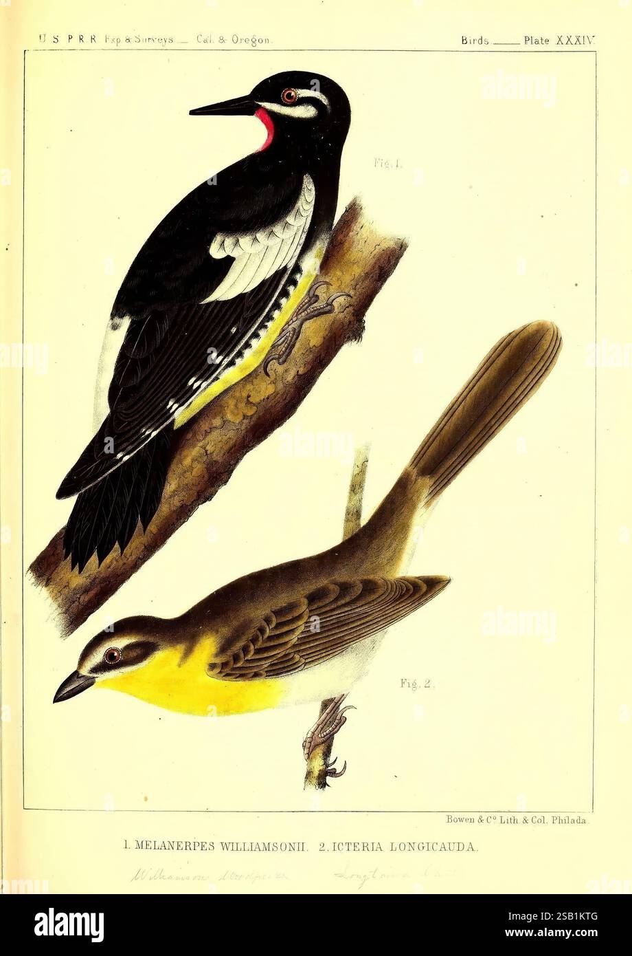 Illustration features two bird species depicted hi-res stock ...
