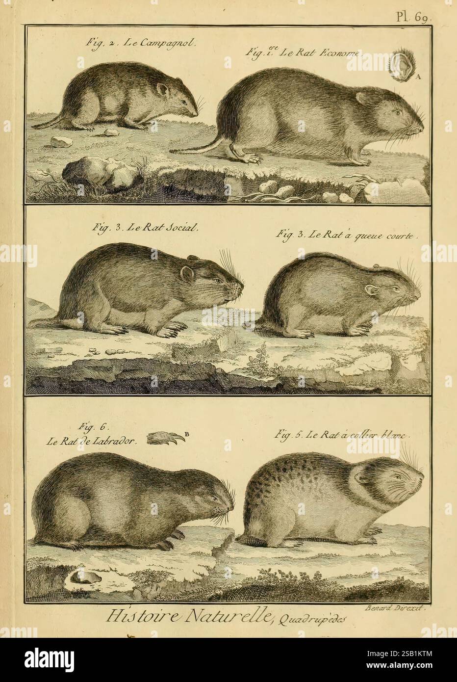 Mammalogie, ou, Description des espèces de mammifères A Paris, Chez Mme ...