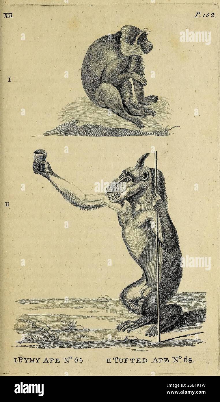 Synopsis of quadrupeds Chester Printed by J. Monk MDCCLXXI [1771] Early ...