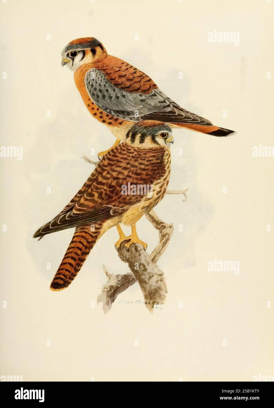 The Birds of California, Los Angeles, South Moulton Company, 1923 ...