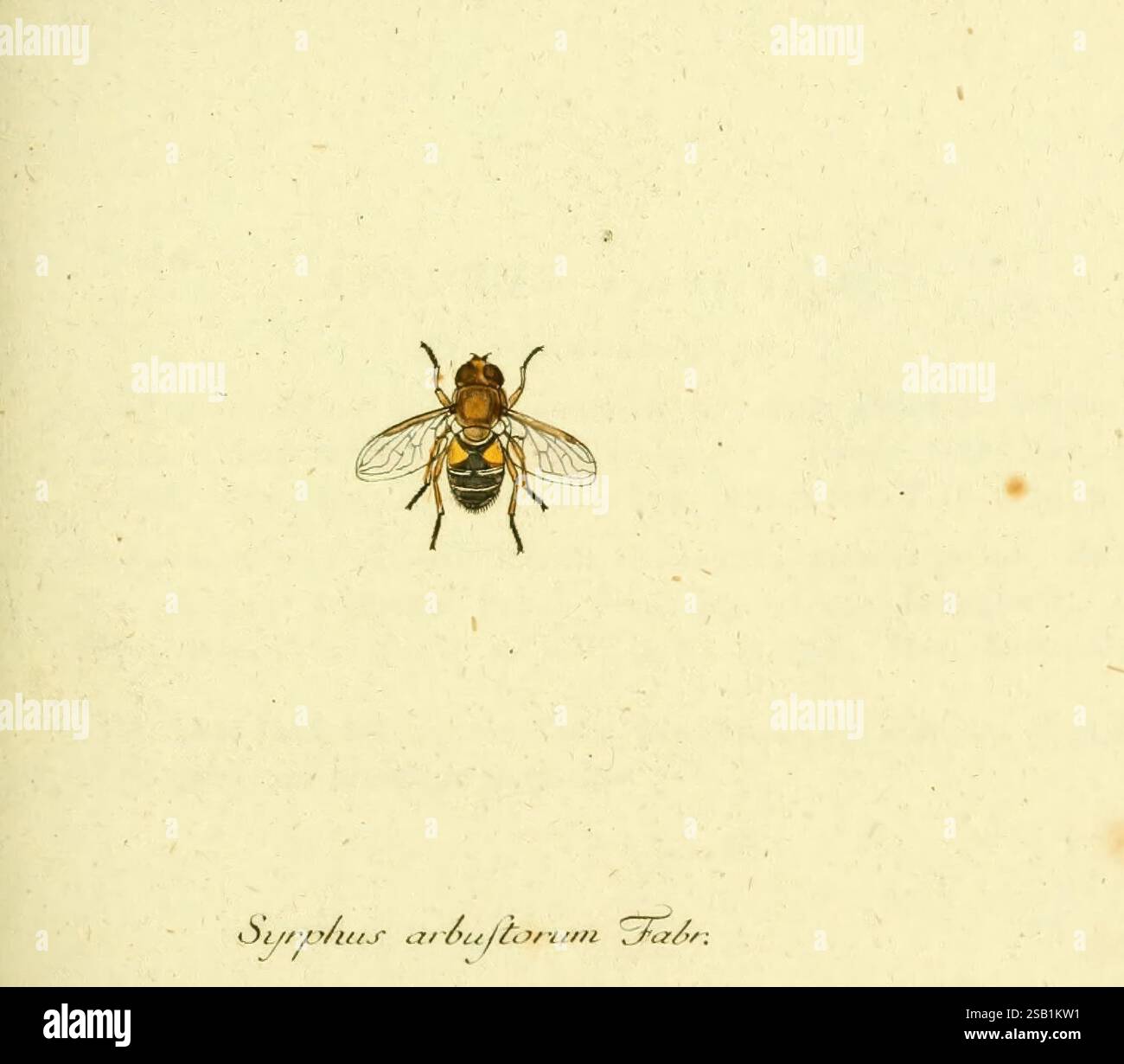 Fauna Germanica, Diptera, Nuremberg, s.n, between 1793 and 1805 ...