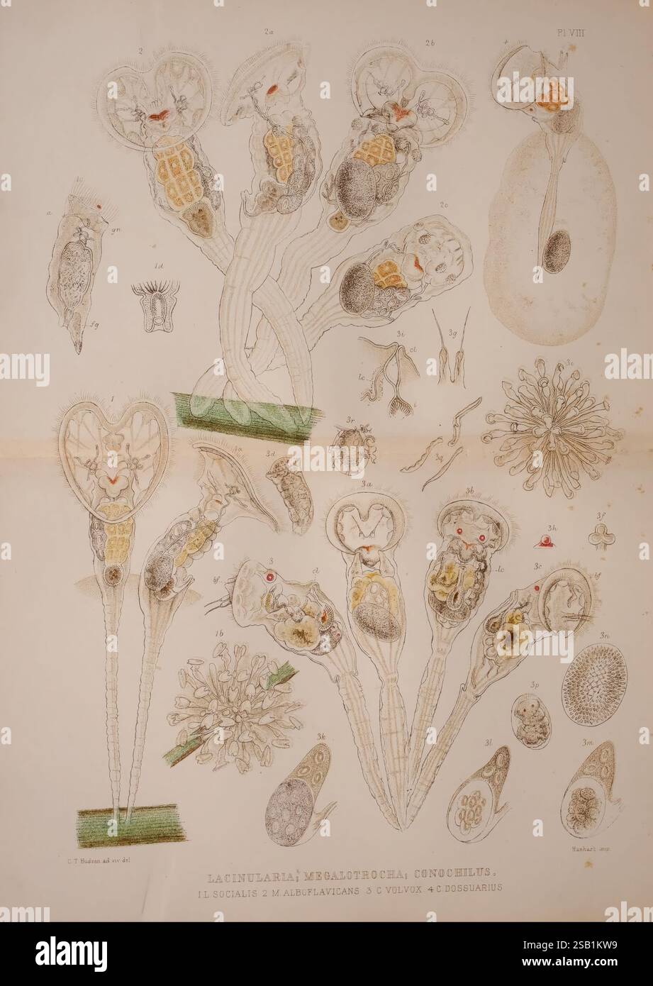 The Rotifera London, Longmans, Green, 1889, rotifera, microscopic ...