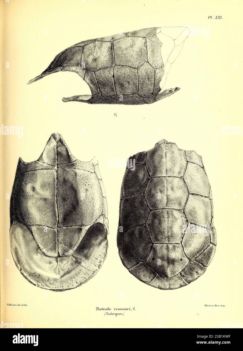 The gigantic land-tortoises (living and extinct) in the collection of ...