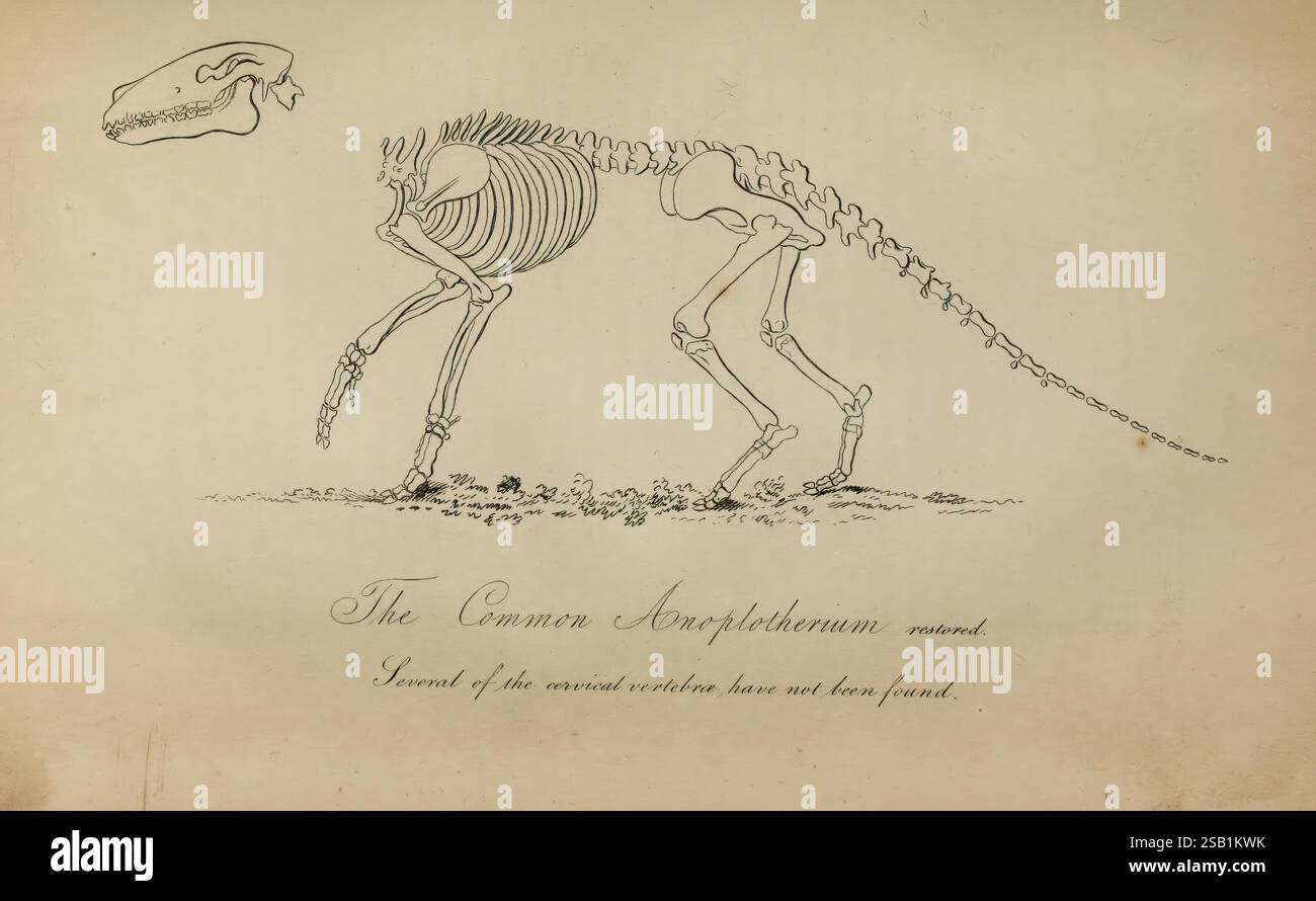 The, fossil, remains, of, the, animal, kingdom, London, Whittaker ...