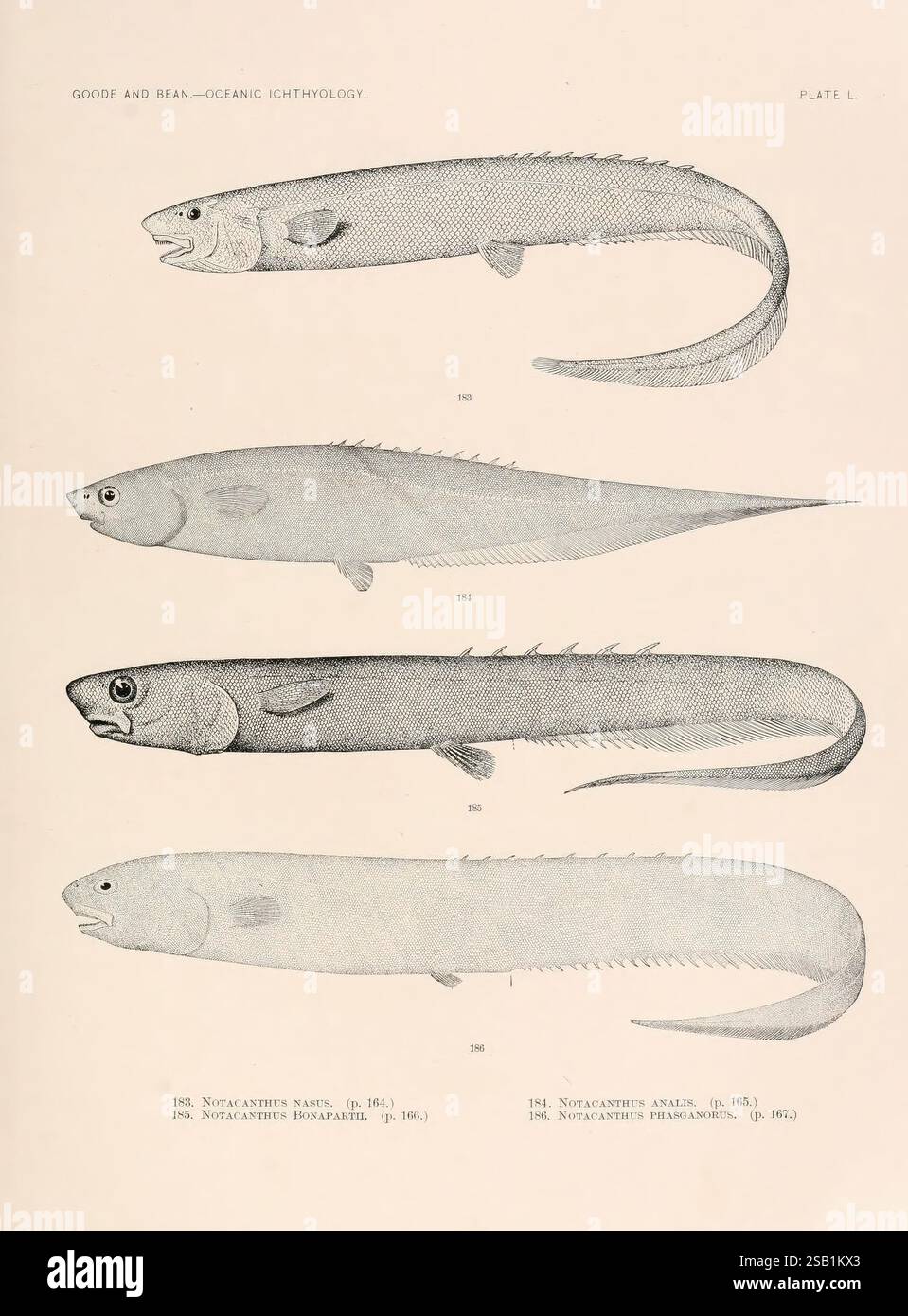 Museum 1896 atlantic ocean marine animals deep sea fishes pelagi hi-res ...