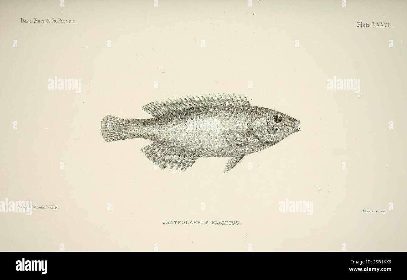 The fishes of Great Britain and Ireland, Edinburgh, 1880-1884, Great ...