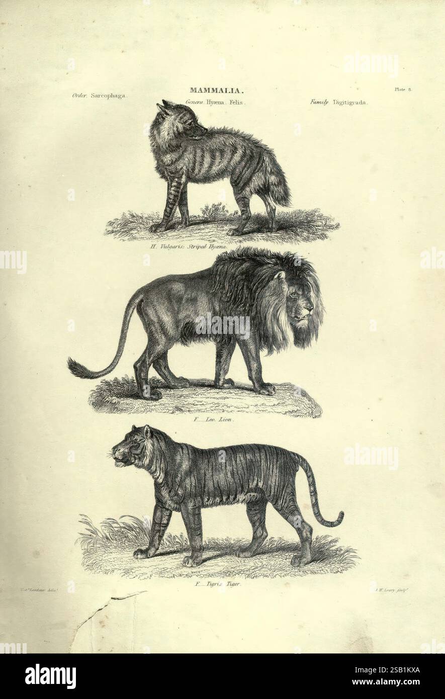 Illustrations of Zoology Glasgow John Joseph Griffin and Co. 1851 ...