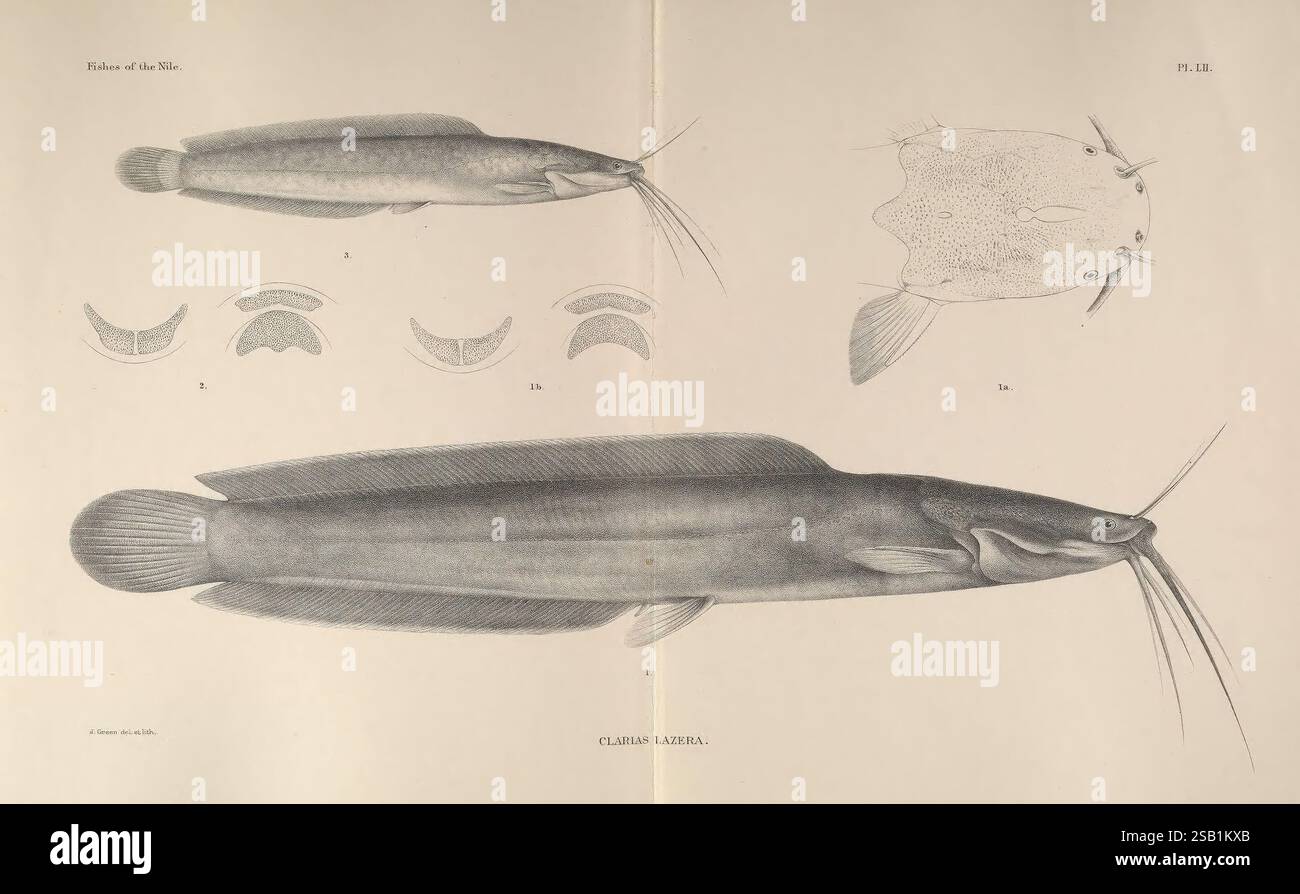 Catfishs distinctive characteristics hi-res stock photography and ...