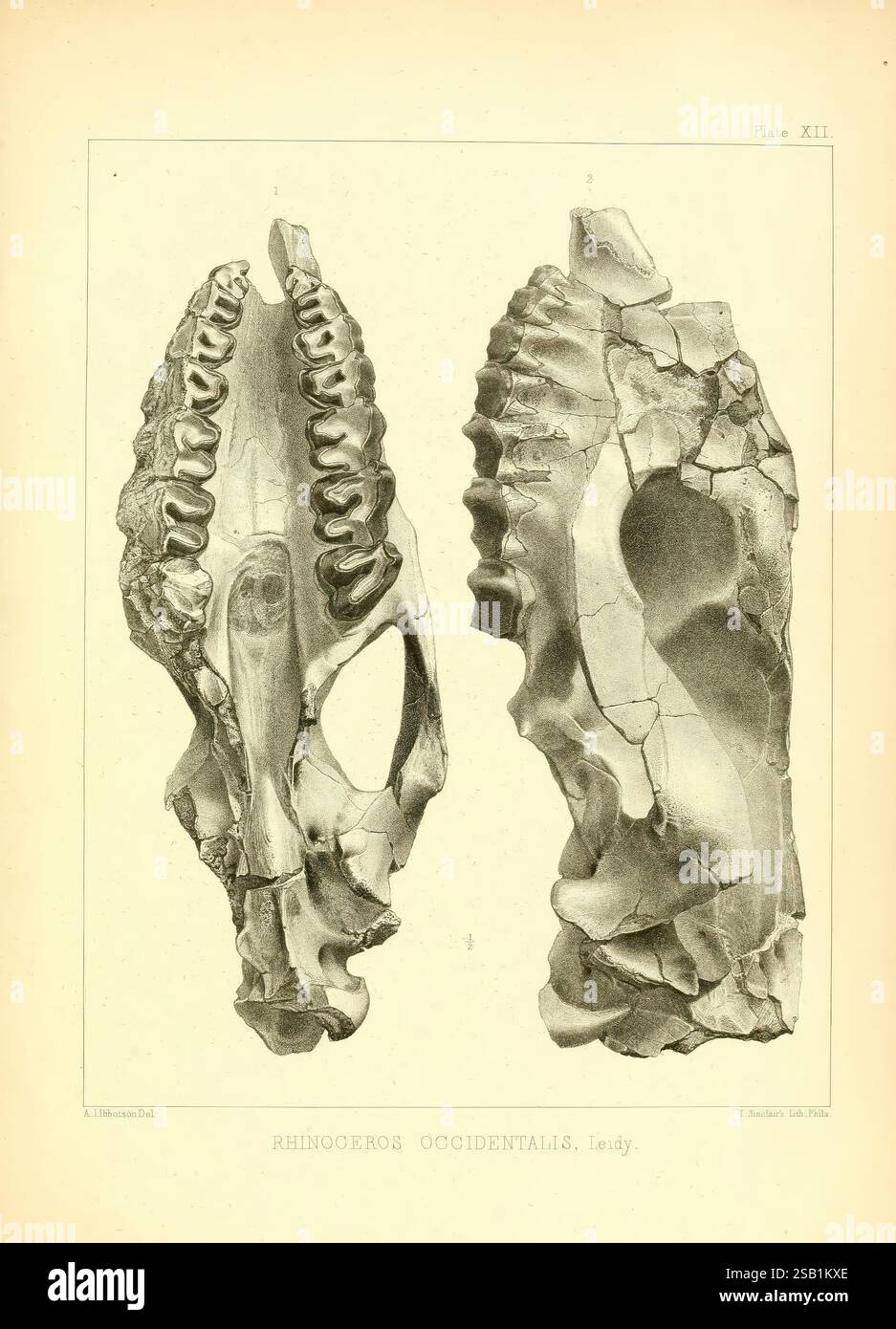 Prominent nasal cavity hi-res stock photography and images - Alamy