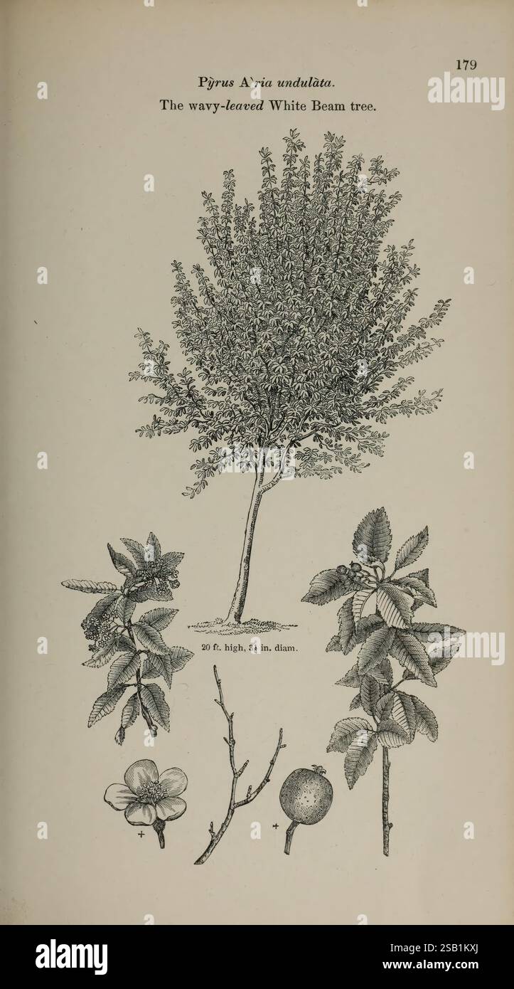 Wavy leaved white beam tree hi-res stock photography and images - Alamy