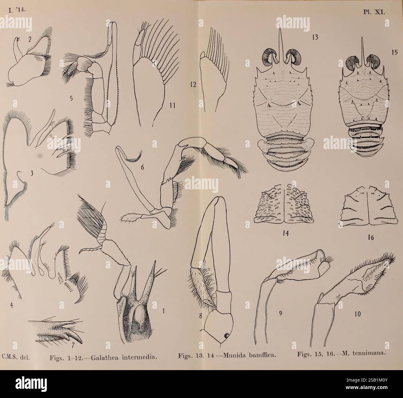 Cephalothorax structures hi-res stock photography and images - Alamy