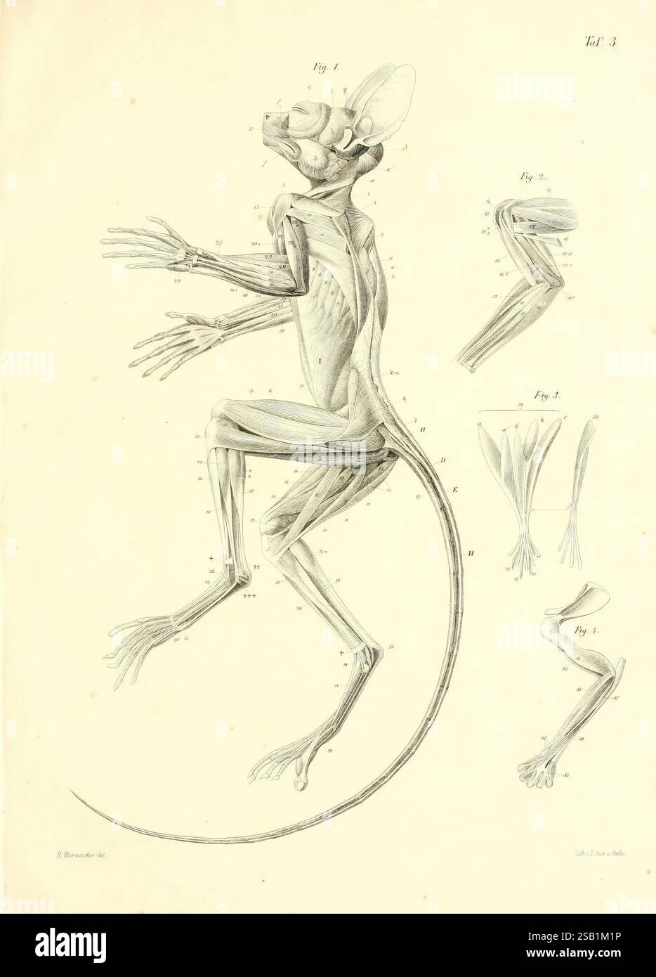 Beiträge zur näheren Kenntniss der Gattung Tarsius, Berlin, G. Reimer ...