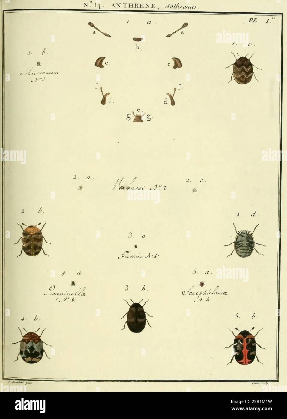 Two distinctive beetles hi-res stock photography and images - Alamy