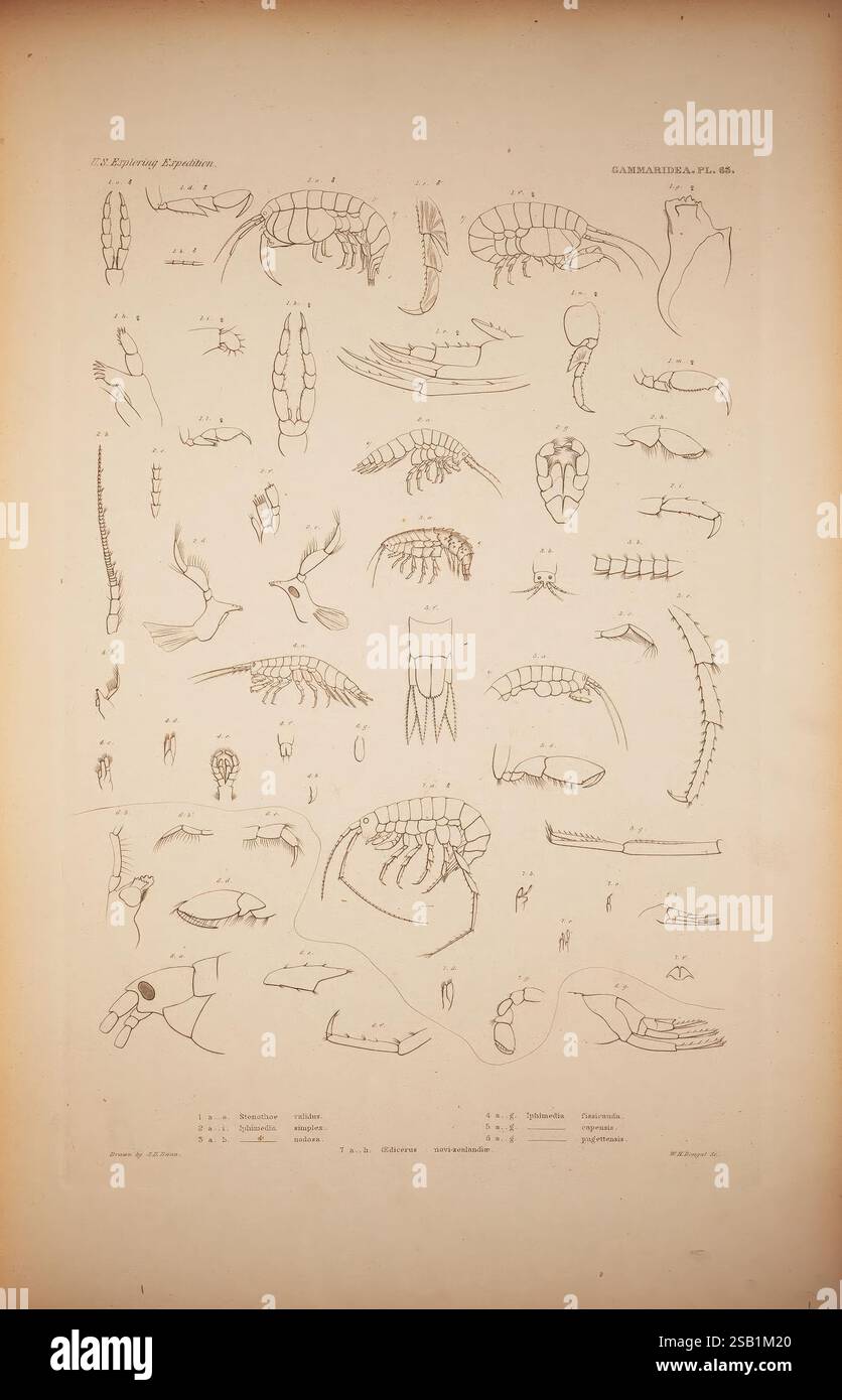Labeled scientific classifications hi-res stock photography and images ...