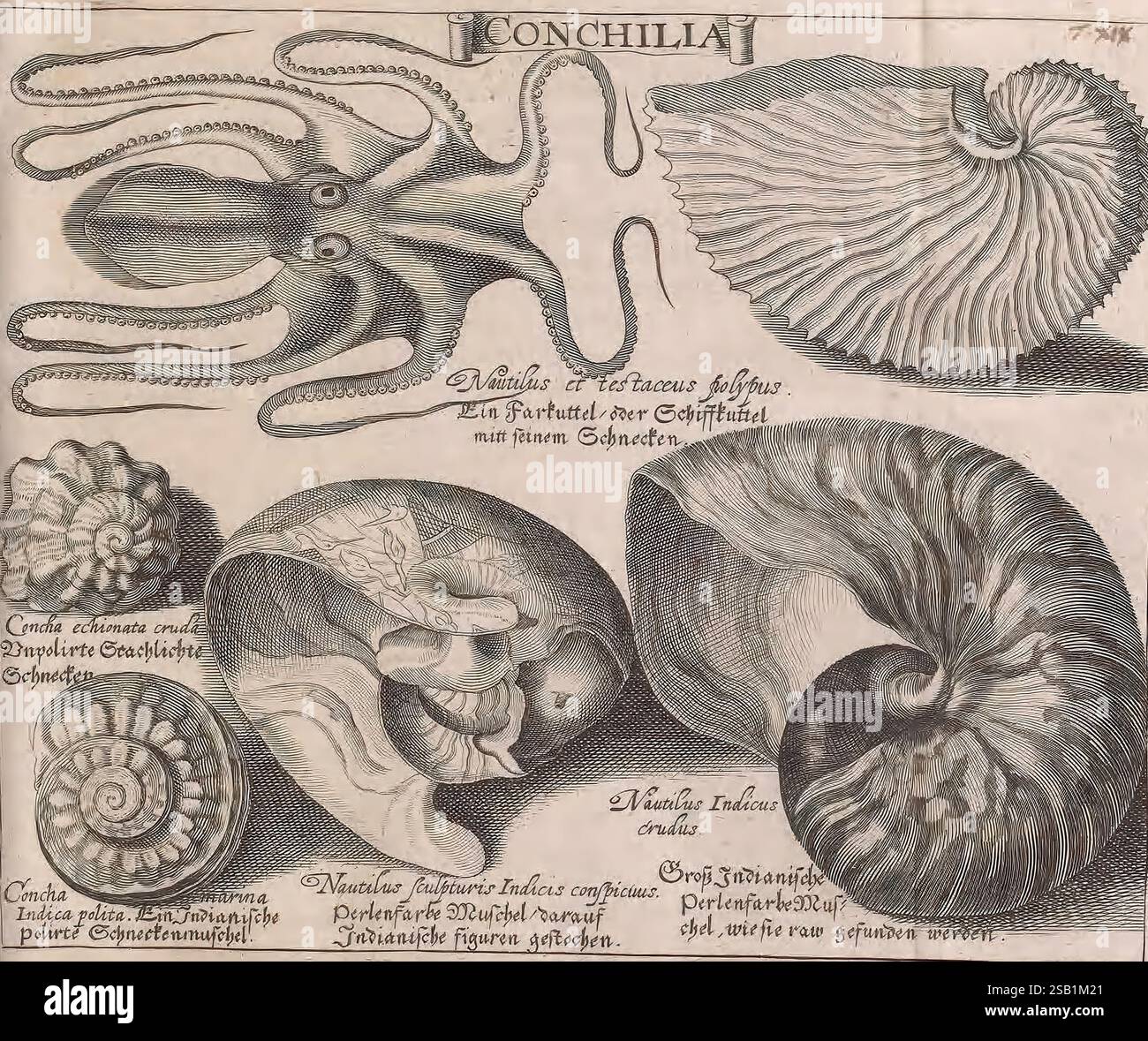 Characteristic bulbous head hi-res stock photography and images - Alamy