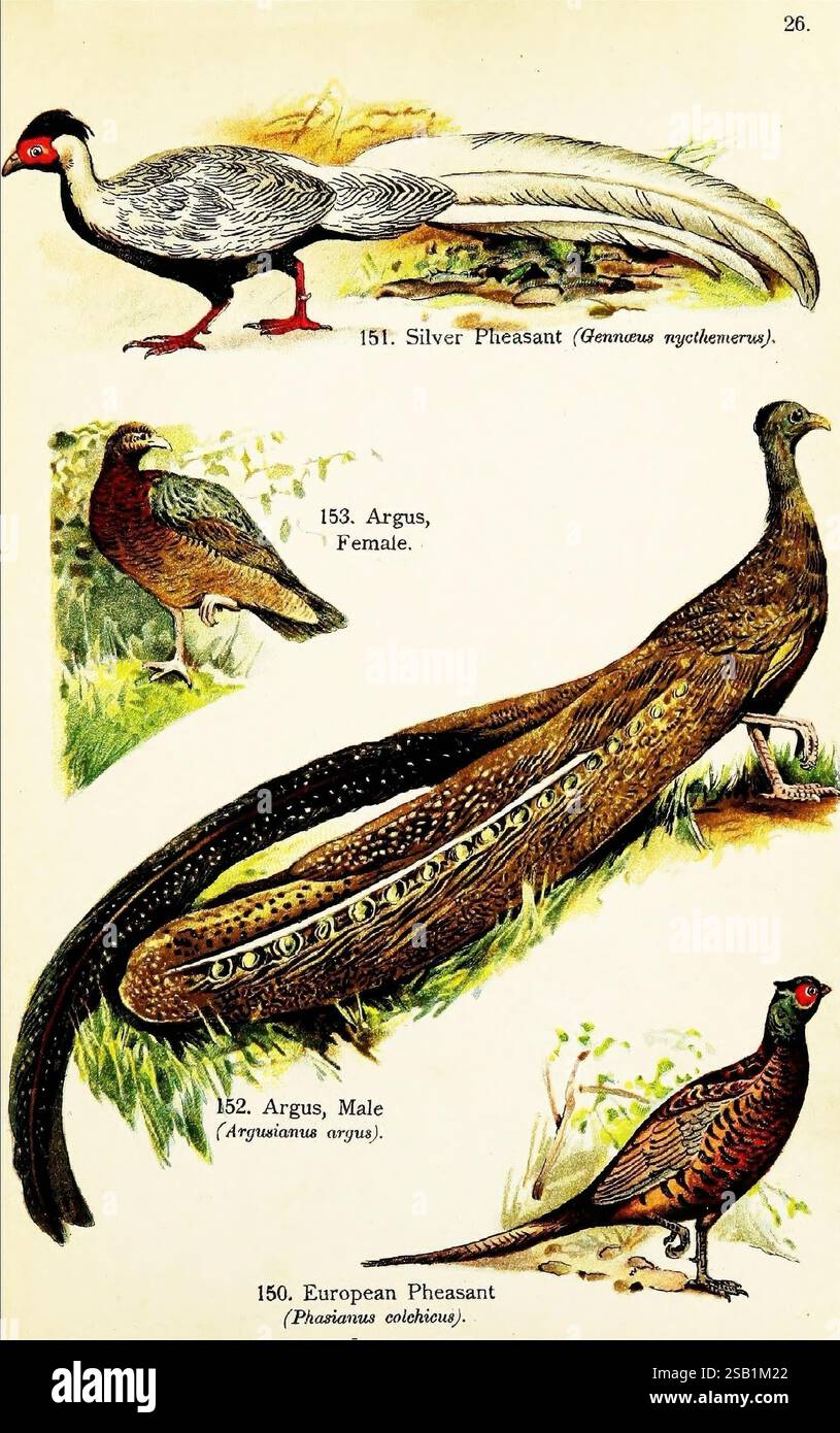 Male and female pheasants hi-res stock photography and images - Alamy