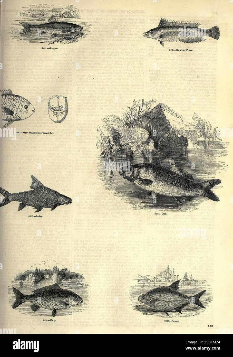 The, pictorial, museum, of, animated, nature, London, C. Cox, [1844 ...