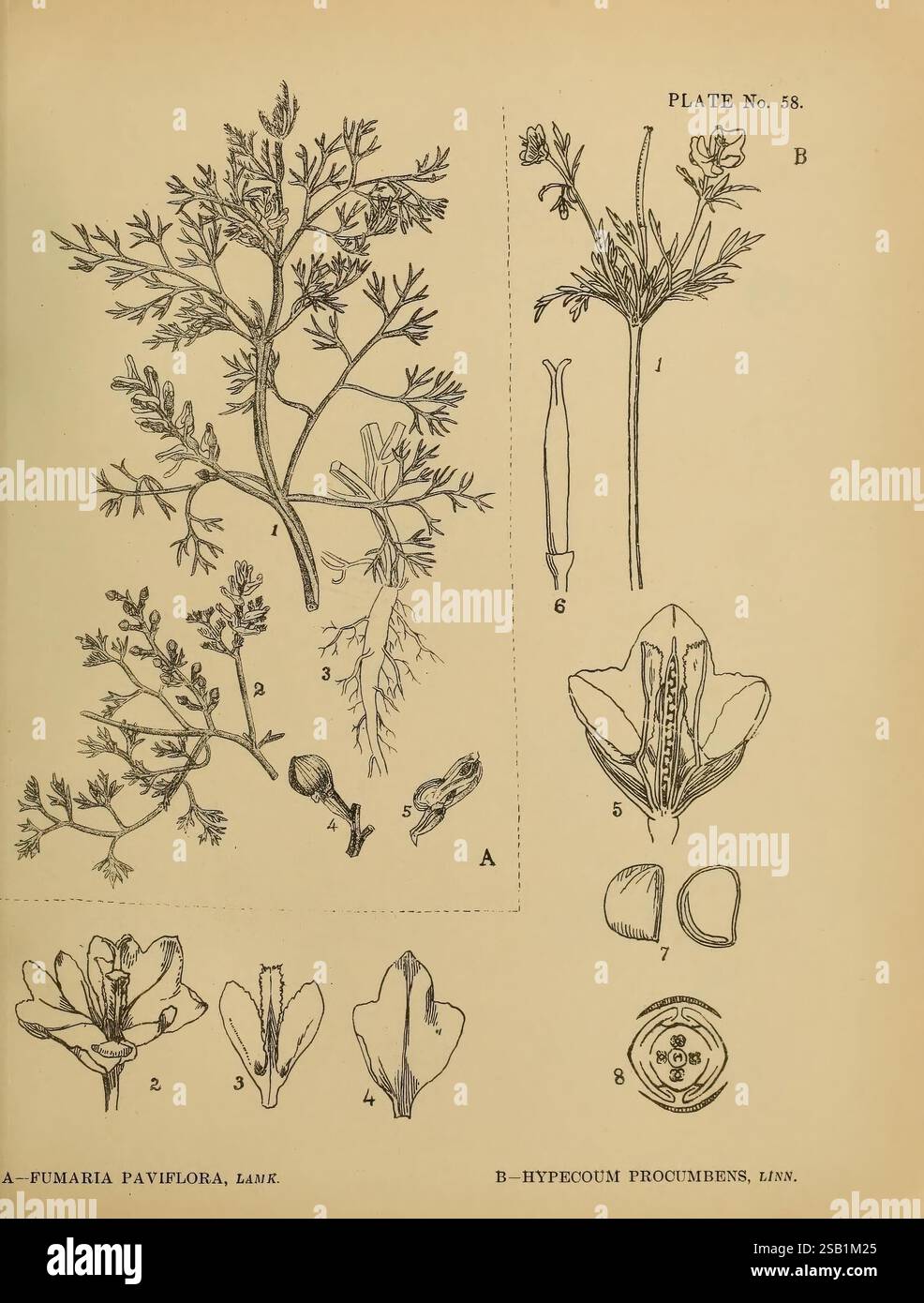 Indian medicinal plants, Bahadurganj, India, Sudhindra Nath Basu ...