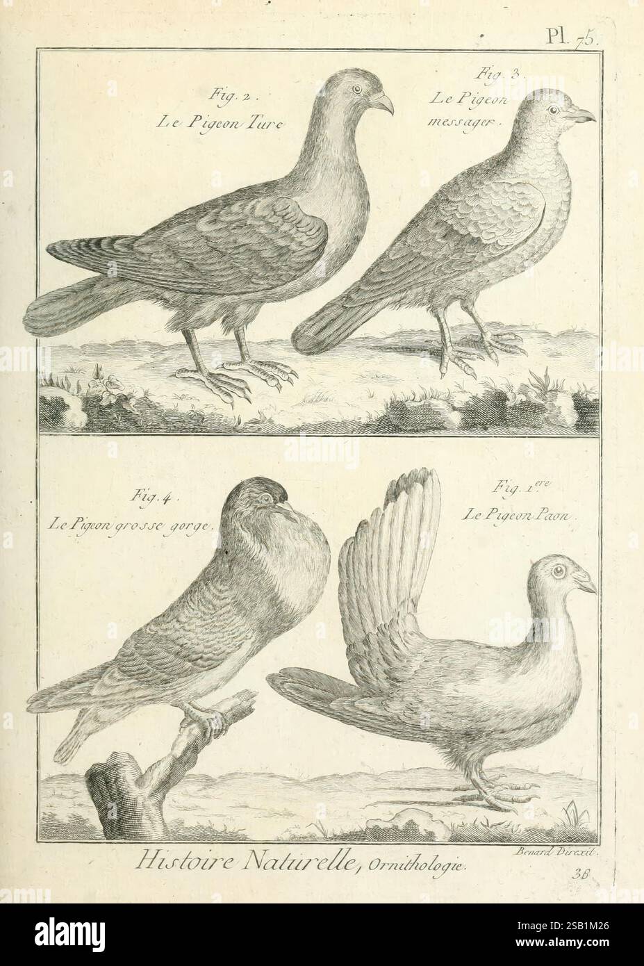 Tableau, encyclopédique, et, méthodique, des, trois, règnes, de, la ...