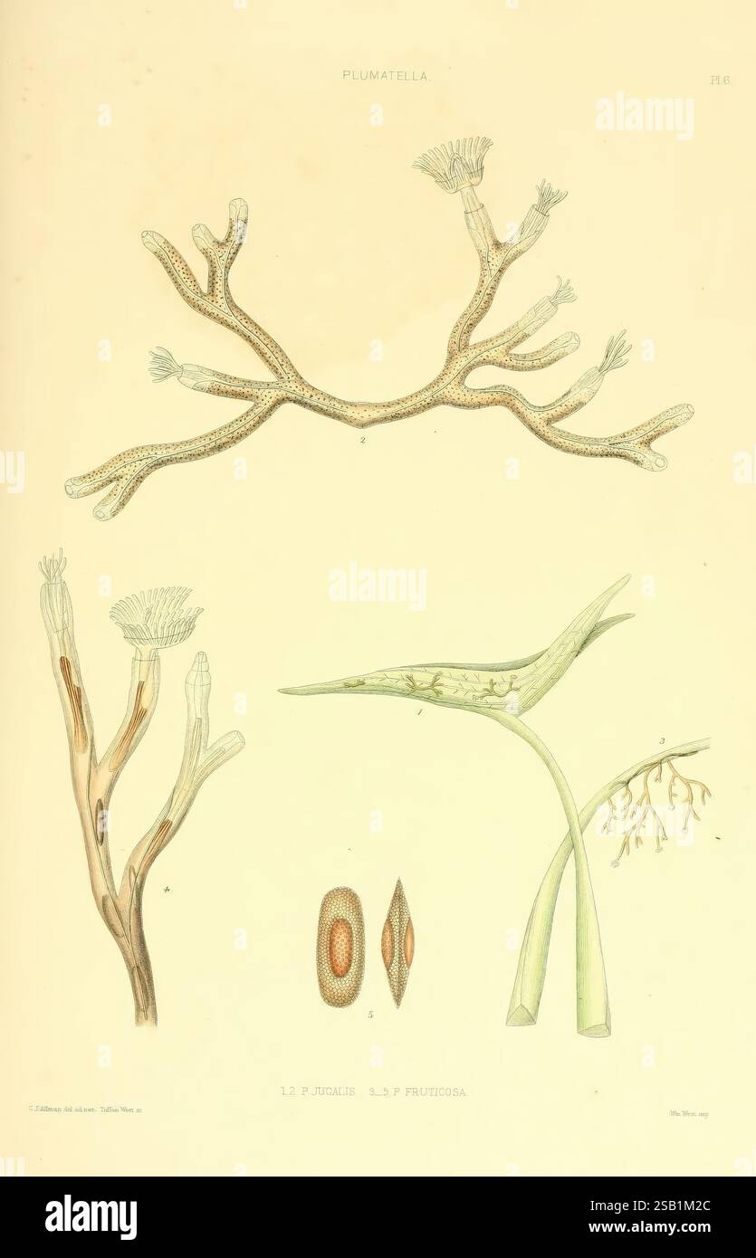A monograph of the fresh-water polyzoa, London, Ray Society, 1856 ...
