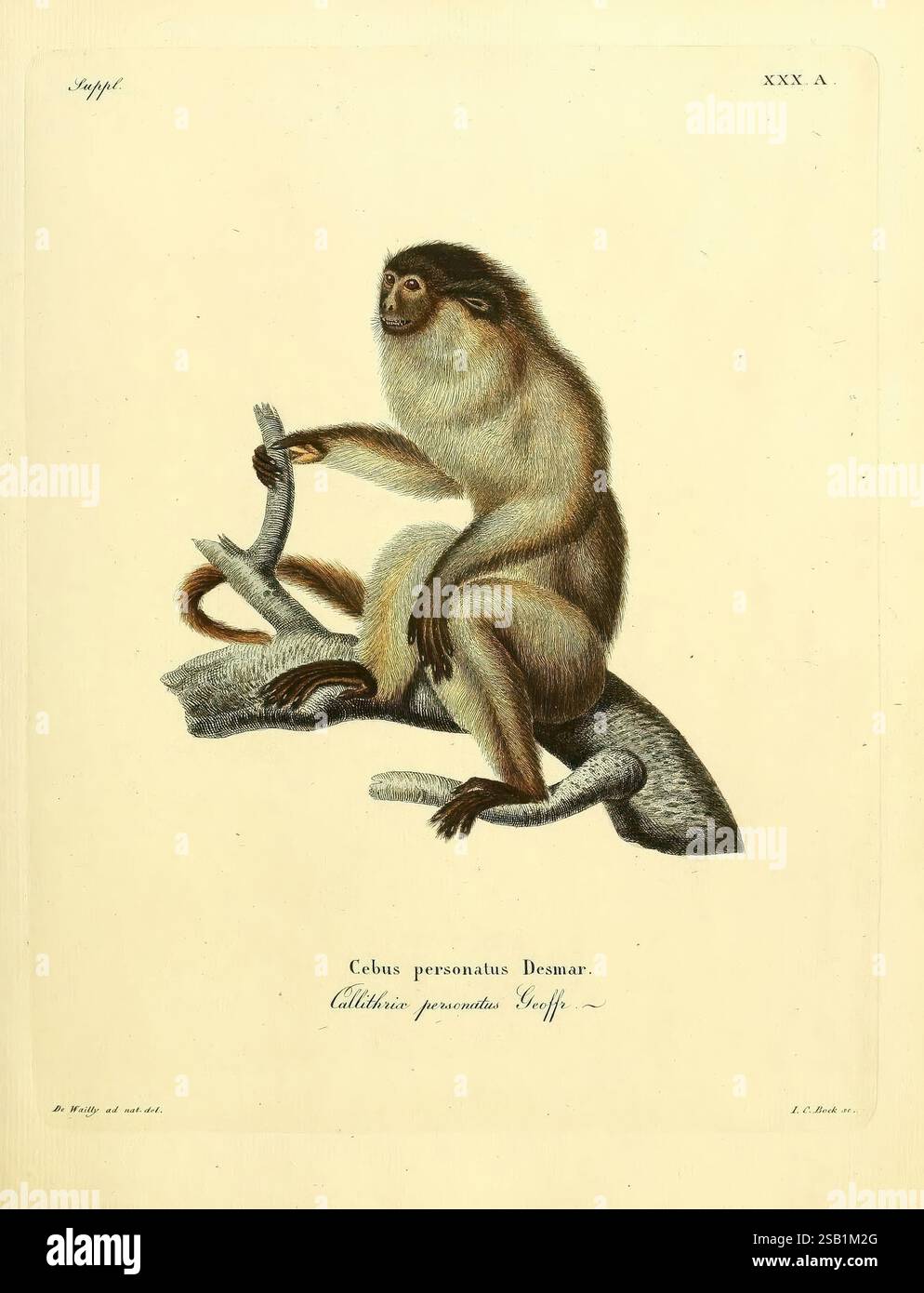 Monkey prominently grips hi-res stock photography and images - Alamy