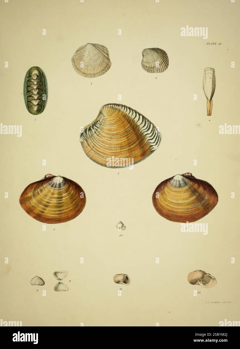 Chiton magdalenensis hi-res stock photography and images - Alamy