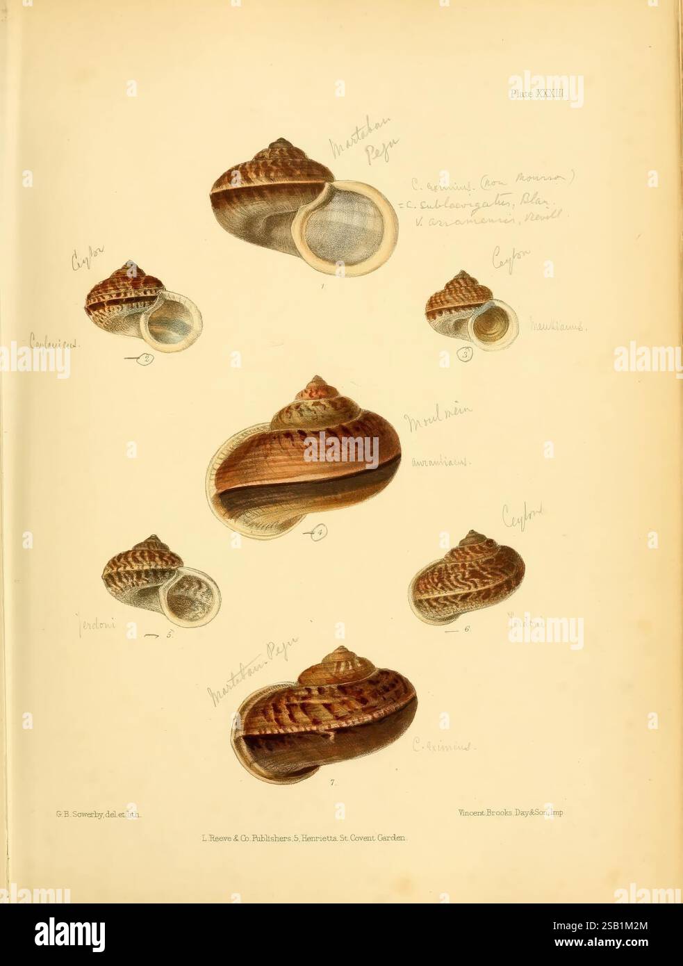 Viewers understanding of marine biodiversity hi-res stock photography ...