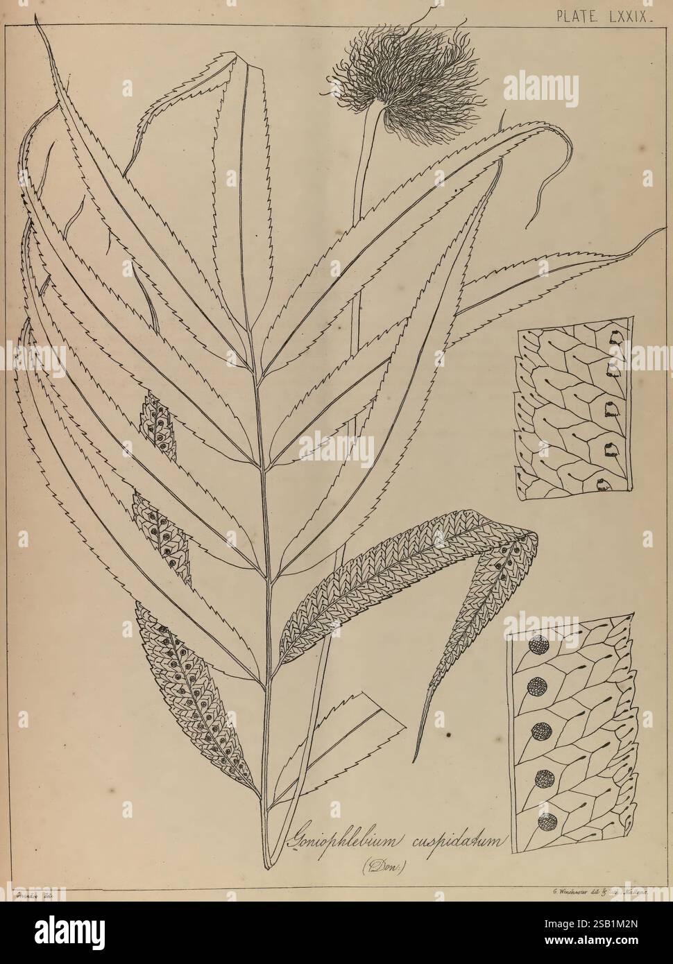 The ferns of British India, Madras, 1866 India, Pteridophyta, An ...
